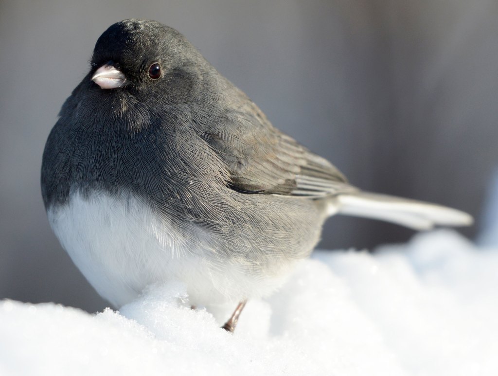 Return of the Junco | Grumpa Joe's Place